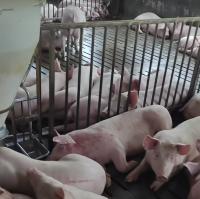 China Sow Cages Livestock Farm Equipment Gilt Sow Gestation Stalls for sale