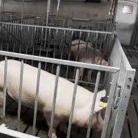 China Individual Cage Livestock Farm Equipment Hot Dip Galvanized Steel Boar Pen for sale