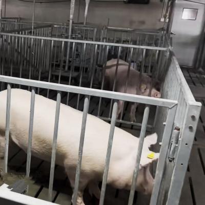 China Individual Cage Livestock Farm Equipment Hot Dip Galvanized Steel Boar Pen for sale
