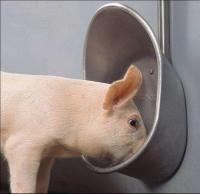China Livestock Pig Automatic Waterer Bowl Stainless Steel Hog Water Bowl for sale