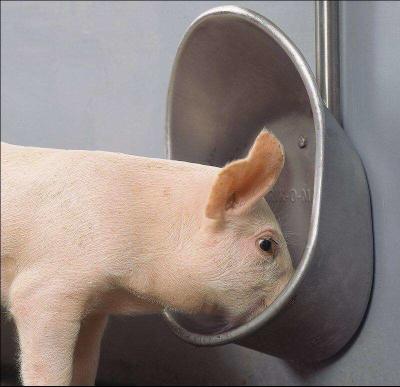 China Livestock Pig Automatic Waterer Bowl Stainless Steel Hog Water Bowl for sale