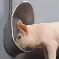 China Hygienic Stainless Steel Automatic Water Drinker For Small Medium Large Sized Pigs for sale