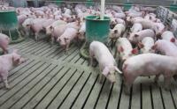 China Stainless Steel 304 Automatic Feeding System For Pig Farming High Durability for sale
