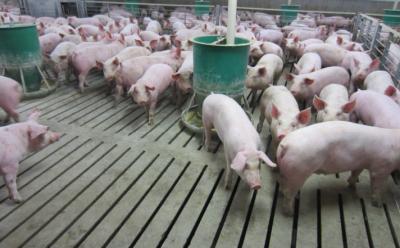 China Stainless Steel 304 Automatic Feeding System For Pig Farming High Durability for sale