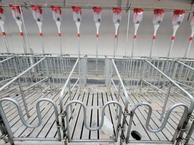 China Anti Corrosion Pig Farm Project Equipment Gestation Crate Purchase for sale