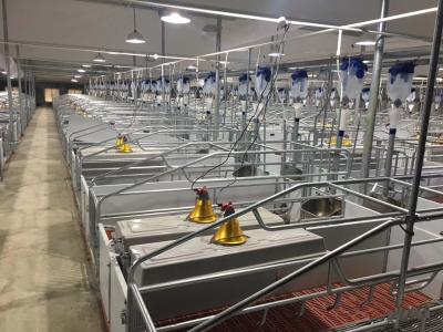 China Pig Farm Sow Farrowing Crate Cage For Deliver Piglets for sale