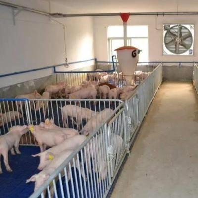 China PVC Livestock Farming Equipment 304 For One Stop Pig Farm Project Purchase for sale