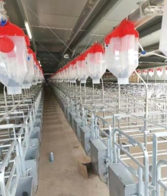 China Hot Galvanized Steel Individual Pen For Pregnant Sow for sale