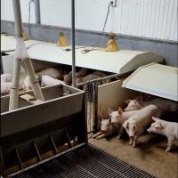 China PVC Fencing Livestock Farming Equipment Hot Galvanized Steel for sale