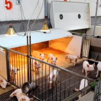 China PVC Fence Livestock Farm Equipment Piglets Nursery Cage for sale
