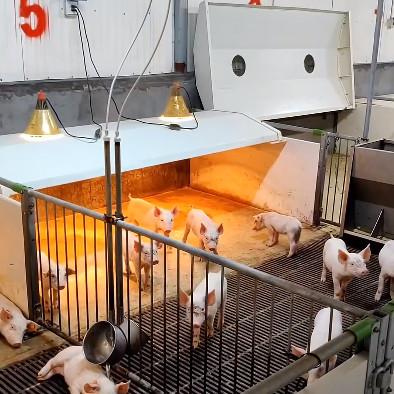 China PVC Fence Livestock Farm Equipment Piglets Nursery Cage for sale