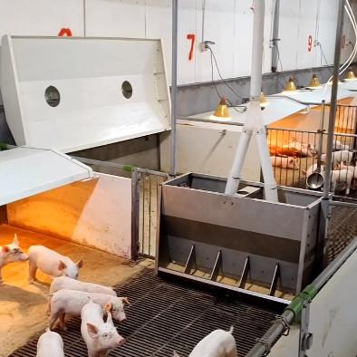China Hot Galvanized Steel Fence Weaning PVC Cage For Pig Farming for sale