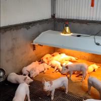 China Pig Farming Livestock Farming Equipment Durable Weaning Cage Stainless for sale