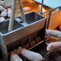 China Plastic Floor Livestock Farming Nursery Cage Stainless Steel 304 Feeder for sale