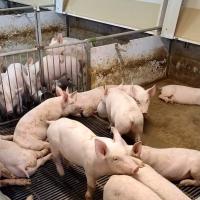 China Hot Galvanized Livestock Farm Weaning Cage Stainless Steel 304 for sale
