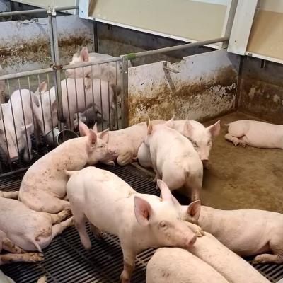 China Hot Galvanized Livestock Farm Weaning Cage Stainless Steel 304 for sale