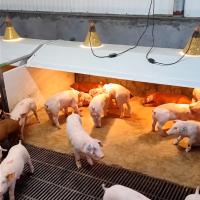 China Cast Iron Livestock Farm Equipment Steel Weaning Cage For Pigets for sale