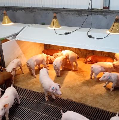 China Cast Iron Livestock Farm Equipment Steel Weaning Cage For Pigets for sale