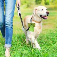 China No Handle Biodegradable Compostable Bags Pet Poop PBAT Plastic Green Bags for sale