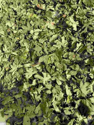 China Dried Raspberry Leaf Tea - 2-3g Dosage, 14% Moisture, Whole/Granule/Cut Forms for Herbal Wellness for sale
