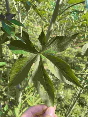 China Natural Raspberry Leaf Tea Dried Leaves - 300x Sweetness, 5-7% Natural Sweetener, Low Calorie Herbal Tea for sale