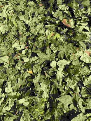 China Natural Raspberry Leaf Sweetener with 300x Sucrose Sweetness and 5-7% Sweet Tea Content for Food & Beverage Applications for sale