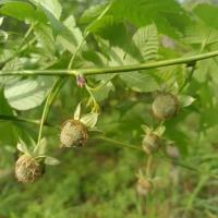 China Red Raspberry OEM Pregnancy Tea Leaves - 5-7% Sweet Tea Glycosides, 300x Sucrose Sweetness, Dried Herbal Fragments for sale