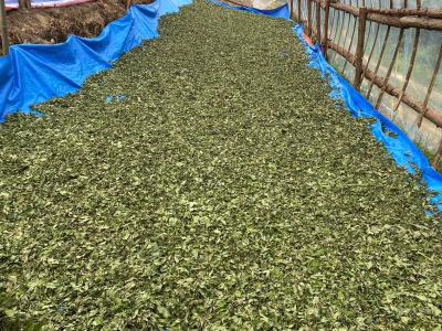 China Dried Raspberry Leaves Tea with 5-7% Natural Sweeteners, 300x Sucrose Sweetness, Less Than 14% Moisture for sale