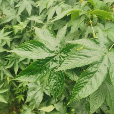 China Dried Raspberry Leaves Tea - Natural Sweetener 300x Sucrose with 5-7% Sweet Tea Content for sale