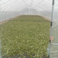 China Natural Raspberry Sweet Leaf Dried Tea - 300x Sucrose Sweetness, 5-7% Glycosides for Food and Health Applications for sale