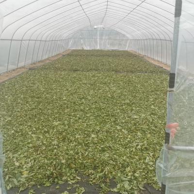 China Natural Raspberry Sweet Leaf Dried Tea - 300x Sucrose Sweetness, 5-7% Glycosides for Food and Health Applications for sale