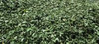 China Dried Raspberry Sweet Tea Leaves - Natural Sweetener 300x Sucrose with 5-7% Sweet Tea Content for Food and Beverage for sale