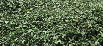 China Dried Raspberry Sweet Tea Leaves - Natural Sweetener 300x Sucrose with 5-7% Sweet Tea Content for Food and Beverage for sale