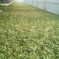 China Dried Raspberry Leaves Tea with 5-7% Sweet Tea Glycosides and 17 Amino Acids for Natural Health Benefits for sale