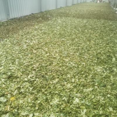 China Dried Raspberry Leaves with 300x Sweetness of Sucrose - Natural Sweetener Alternative with 13.89g/100g Amino Acids for sale