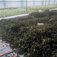 China Dried Raspberry Leaves with 5-7% Natural Sweeteners and 300x Sucrose Sweetness for Tea and Food Applications for sale