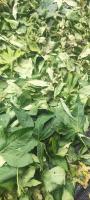 China Dried Raspberry Leaves with 5-7% Natural Sweeteners, 300x Sucrose Sweetness for Tea and Food Applications for sale