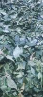 China Dried Raspberry Leaves Natural Sweetener with 300x Sucrose Sweetness - Whole Leaf, Granule & Cut Forms Available for sale