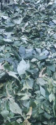China Dried Raspberry Leaves Natural Sweetener with 300x Sucrose Sweetness - Whole Leaf, Granule & Cut Forms Available for sale