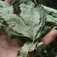 China Dried Raspberry Leaves Tea - Natural Sweetener with 5-7% Sweet Tea Glycosides, 300x Sucrose Sweetness for sale