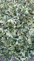 China Dried Raspberry Leaves Tea - Natural Sweetener with 300x Sucrose Sweetness, Less Than 14% Moisture Content for sale