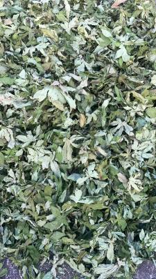 China Dried Raspberry Leaves Tea - Natural Sweetener with 300x Sucrose Sweetness, Less Than 14% Moisture Content for sale
