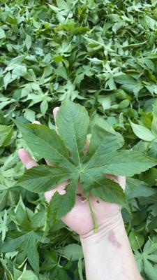 China Dried Raspberry Leaf Natural Sweetener with 300x Sucrose Sweetness, 5-7% Sweet Tea Content for Food and Health Applications for sale