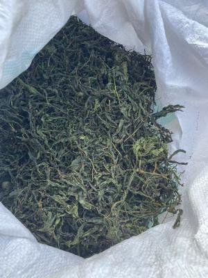 China Natural Sweet Tea Extract Chinese Sweet Leaf Plant Extract 0 Calories Herbal Tea for sale