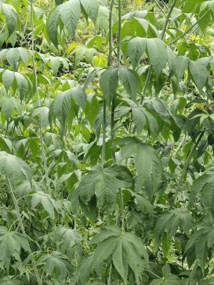 China Wholesale Raspberry Leaf Tea Bulk Chinese Herbal Health Care Natural Dried Leaves for sale