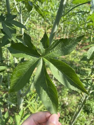 China Organic Herbal Leaf Red Raspberry Leaves Tea Raspberry Leaf Dried Whole for Sale for sale