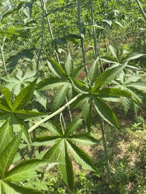 China Wholesale Dried Raspberry Leaf Tea Organic Health Bagged Tea 20 Teabags No Additives Best Price for sale