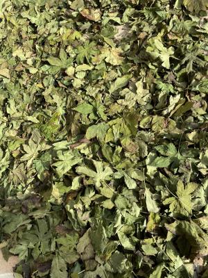 China Natural Dried Raspberry Leaf Loose Tea Herbal Blend 500g for Women Health for sale