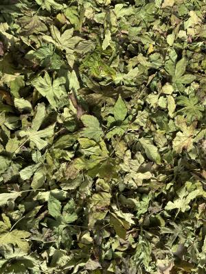 China Organic Raspberry Leaf Tea Herbal Bagged 50g Supports Healthy Pregnancy Menstrual Hormonal Balance for sale