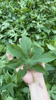 China Sweet Tea Chinese Blackberry Leaf Rubus Suavissimus Natural Low Calorie Sweetener 200-300x Sugar for sale